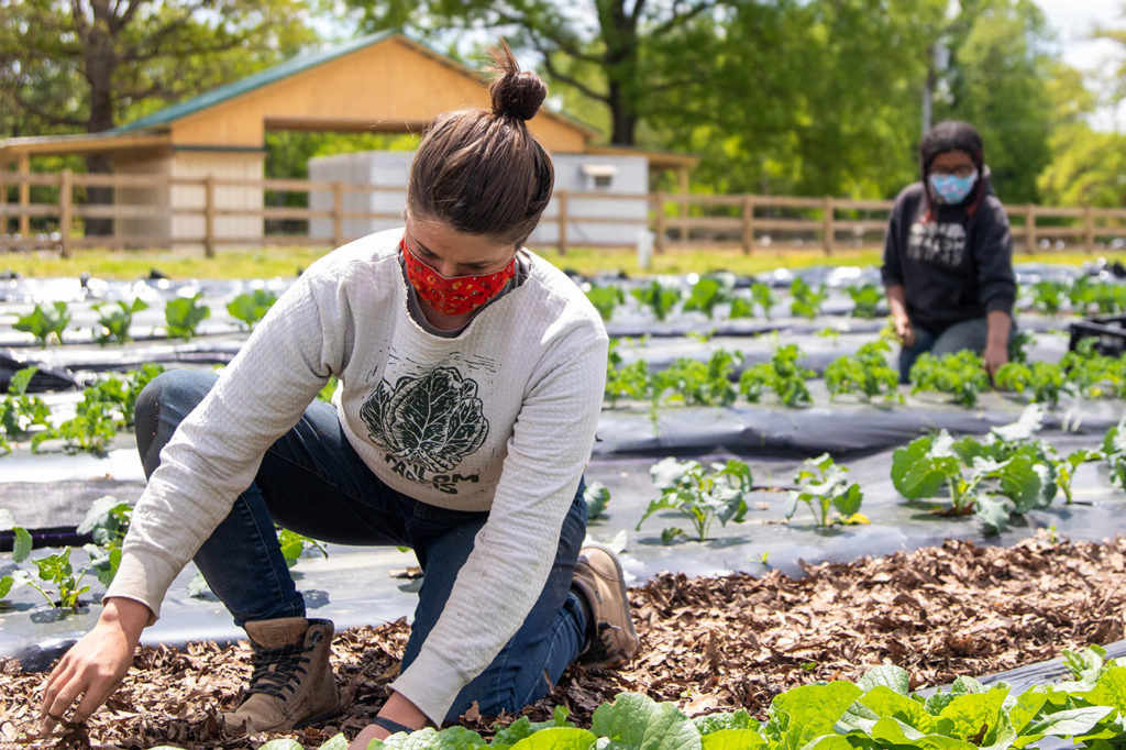 Our Farms | Shalom Farms