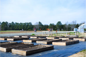 Our Farms | Shalom Farms