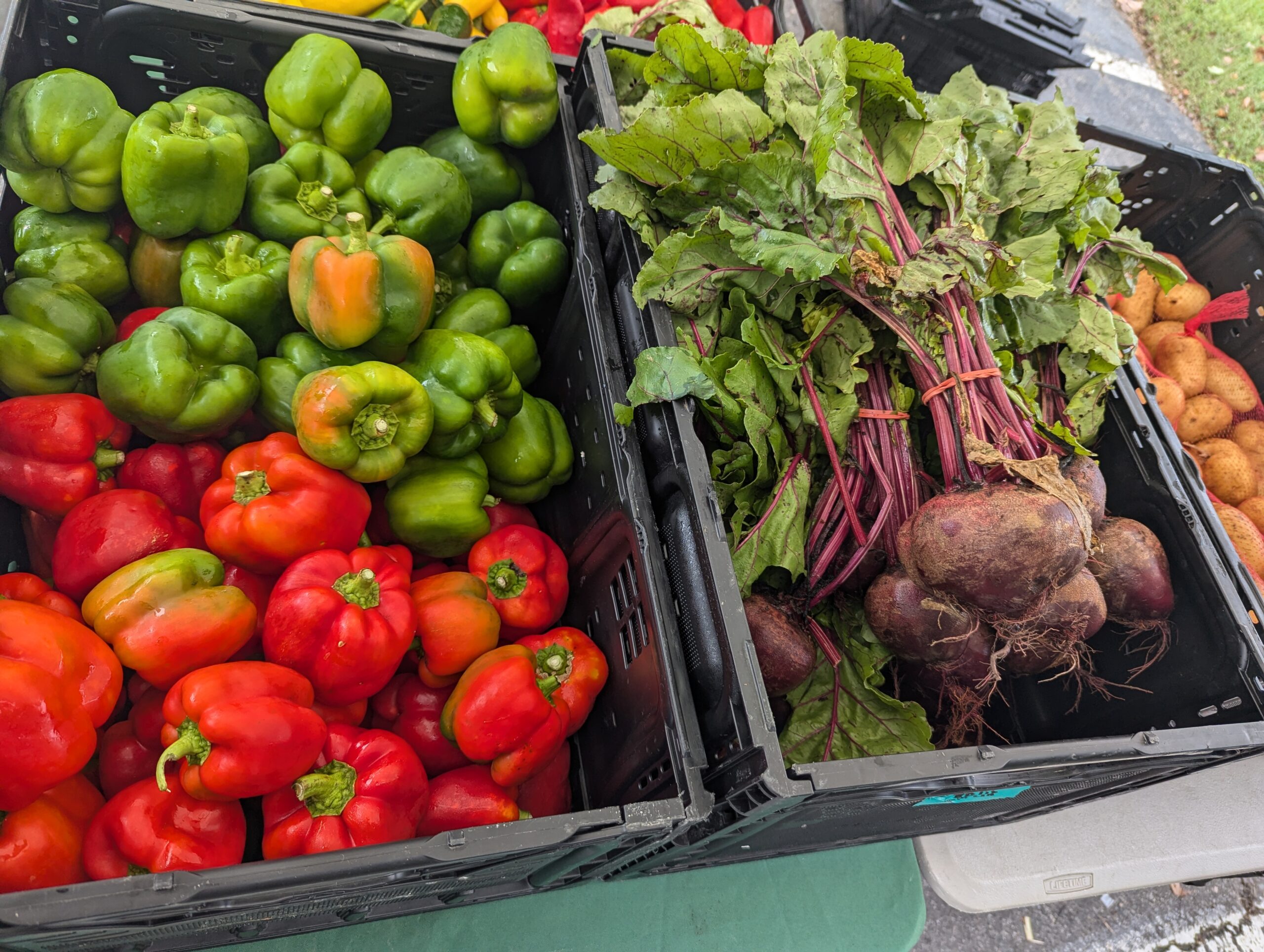 Donate | Shalom Farms