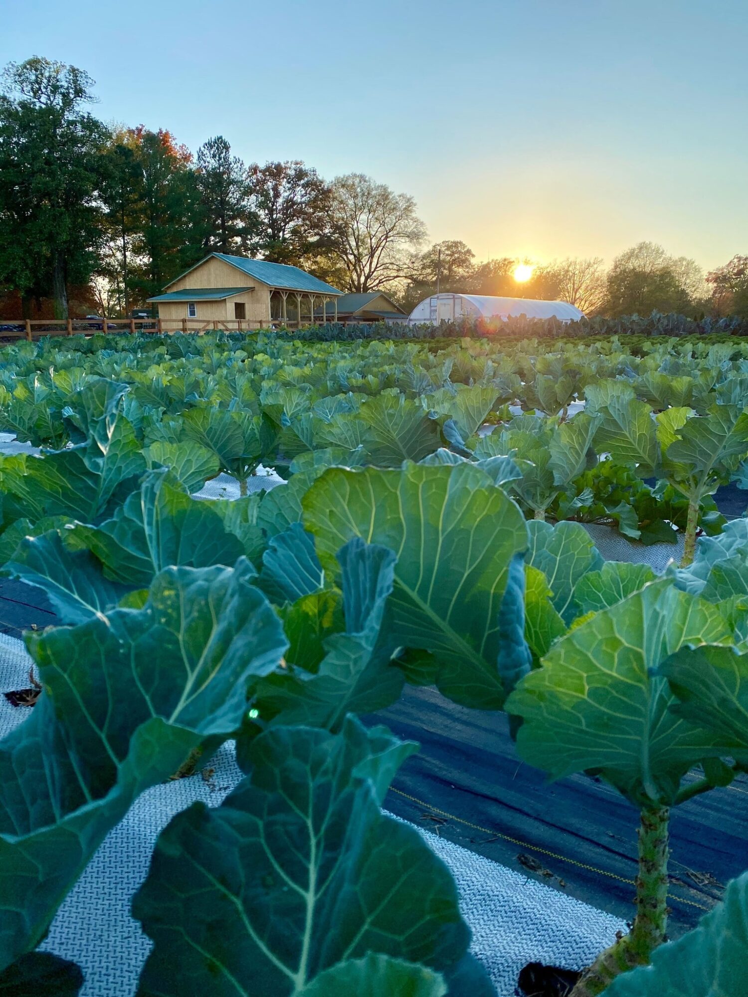 Upcoming Events | Shalom Farms